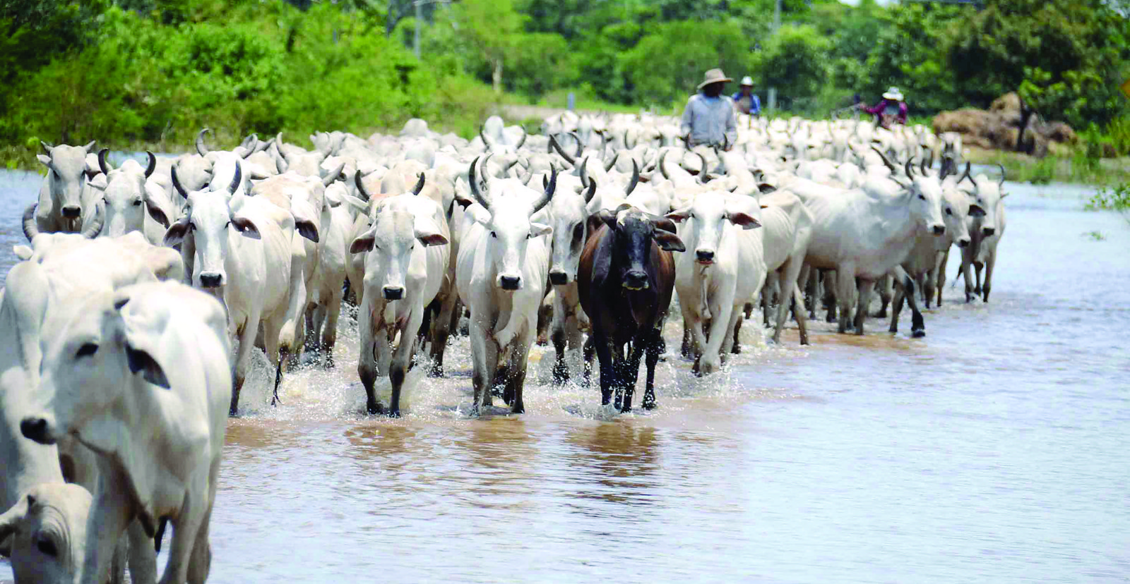 Aniversario del Departamento del Beni - Comunidad Escolar : Comunidad Escolar